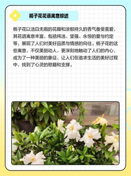 栀子花寓意和象征风水_家里养栀子花风水好吗-第1张图片-山城妙识 栀子花寓意和象征风水_家里养栀子花风水好吗-第1张图片-山城妙识