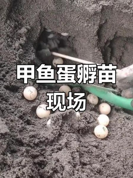 甲鱼蛋孵化温度多少合适_甲鱼蛋孵化过程图解-第2张图片-山城妙识 甲鱼蛋孵化温度多少合适_甲鱼蛋孵化过程图解-第2张图片-山城妙识