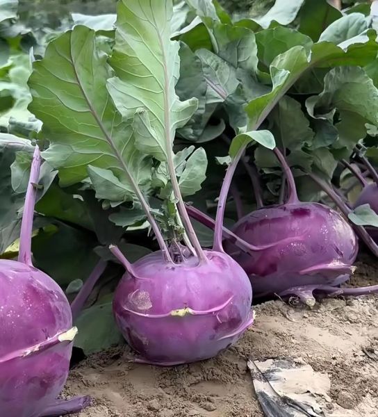 苤蓝怎么吃最有营养价值_苤蓝生吃还是熟吃好-第3张图片-山城妙识