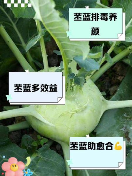 苤蓝怎么吃最有营养价值_苤蓝生吃还是熟吃好-第2张图片-山城妙识