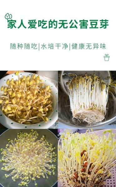 小学生在家怎么种黄豆_黄豆发芽全过程-第2张图片-山城妙识 小学生在家怎么种黄豆_黄豆发芽全过程-第2张图片-山城妙识