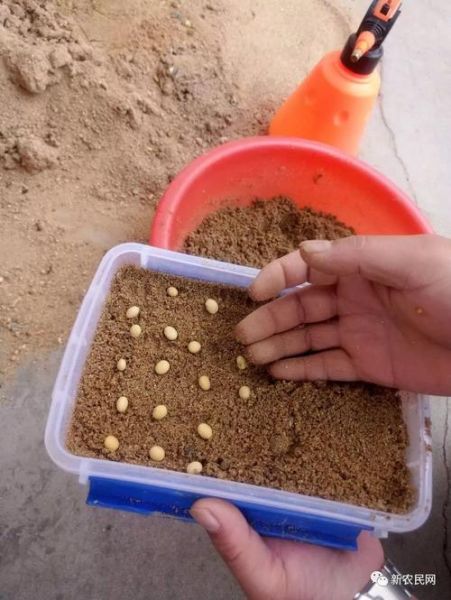 小学生在家怎么种黄豆_黄豆发芽全过程-第1张图片-山城妙识 小学生在家怎么种黄豆_黄豆发芽全过程-第1张图片-山城妙识