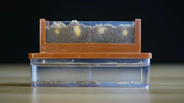 小学生在家怎么种黄豆_黄豆发芽全过程-第3张图片-山城妙识 小学生在家怎么种黄豆_黄豆发芽全过程-第3张图片-山城妙识