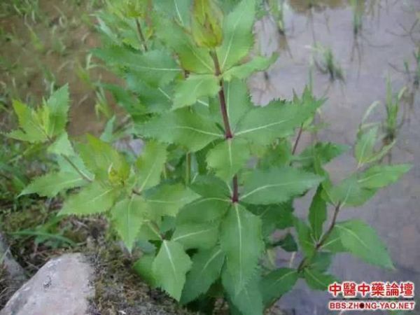 东北狗宝咸菜是什么植物_狗宝咸菜原料揭秘-第1张图片-山城妙识