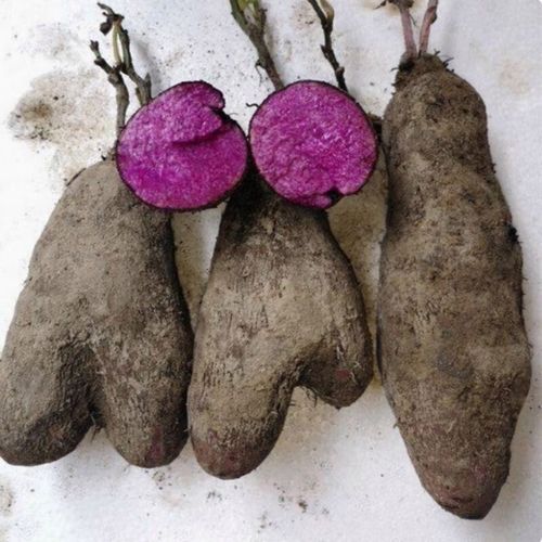 紫色大薯的功效与作用_紫色大薯的禁忌有哪些-第2张图片-山城妙识 紫色大薯的功效与作用_紫色大薯的禁忌有哪些-第2张图片-山城妙识