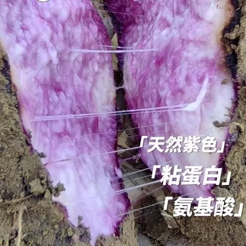 紫色大薯的功效与作用_紫色大薯的禁忌有哪些-第1张图片-山城妙识 紫色大薯的功效与作用_紫色大薯的禁忌有哪些-第1张图片-山城妙识