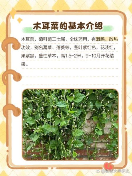 木耳菜吃前必须要焯水吗_木耳菜焯水多久-第3张图片-山城妙识