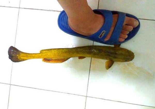 牛尾巴鱼和黄颡鱼区别_哪个更好吃-第1张图片-山城妙识