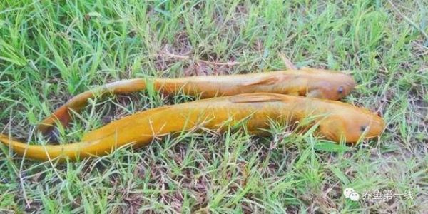 牛尾巴鱼和黄颡鱼区别_哪个更好吃-第3张图片-山城妙识