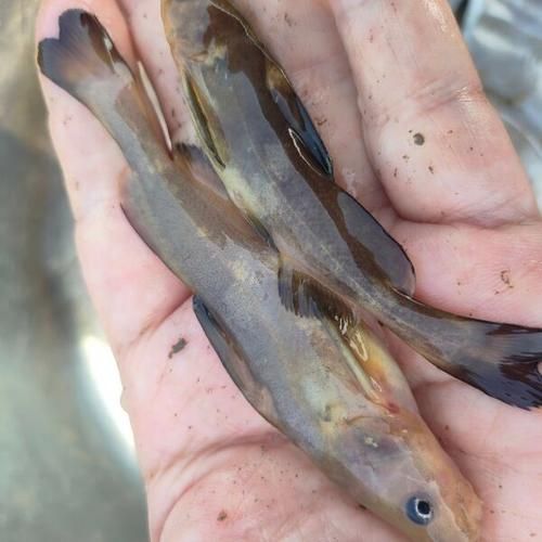 牛尾巴鱼和黄颡鱼区别_哪个更好吃-第2张图片-山城妙识