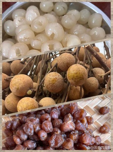 剥好的龙眼肉怎么晒干_龙眼肉晒干要几天-第3张图片-山城妙识
