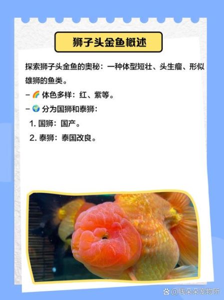 狮子头金鱼怎么养_狮子头金鱼图片高清-第1张图片-山城妙识