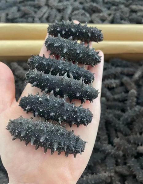 一斤干海参多少头_一斤干海参多少头算好-第1张图片-山城妙识 一斤干海参多少头_一斤干海参多少头算好-第1张图片-山城妙识