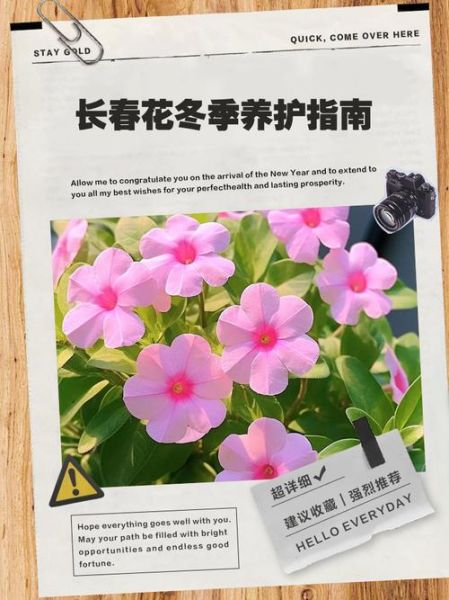 长春花冬天怎么养_长春花冬季养护方法-第1张图片-山城妙识 长春花冬天怎么养_长春花冬季养护方法-第1张图片-山城妙识