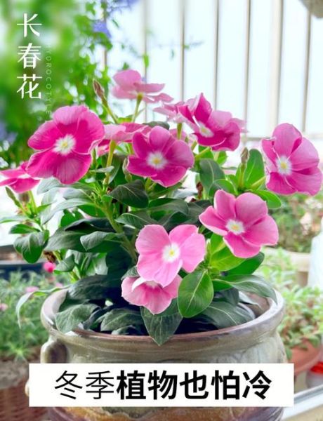 长春花冬天怎么养_长春花冬季养护方法-第2张图片-山城妙识 长春花冬天怎么养_长春花冬季养护方法-第2张图片-山城妙识
