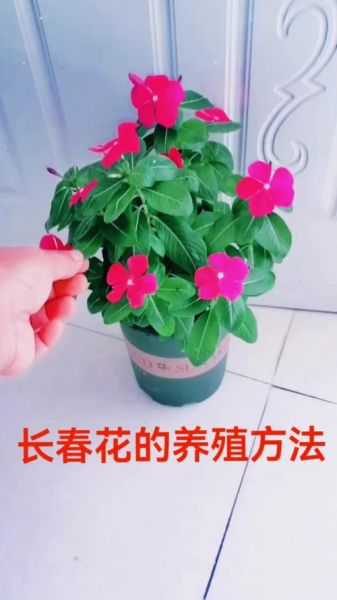 长春花冬天怎么养_长春花冬季养护方法-第3张图片-山城妙识 长春花冬天怎么养_长春花冬季养护方法-第3张图片-山城妙识