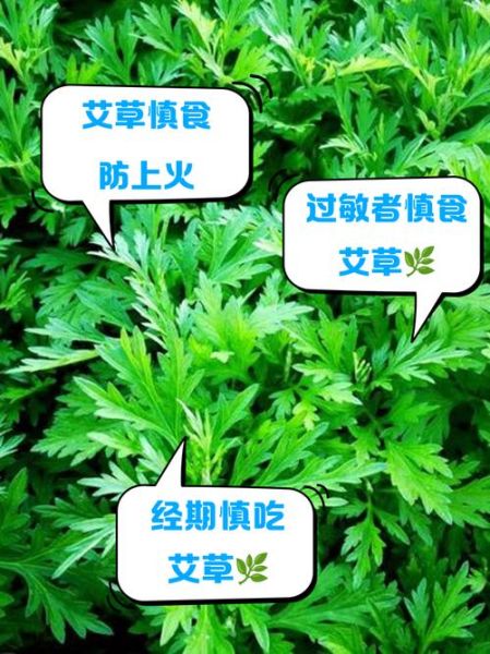 艾叶的副作用有哪些_艾叶的禁忌人群-第3张图片-山城妙识 艾叶的副作用有哪些_艾叶的禁忌人群-第3张图片-山城妙识
