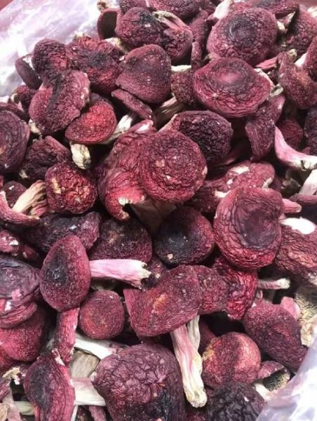 红蘑菇可以吃吗_红蘑菇有毒吗-第2张图片-山城妙识 红蘑菇可以吃吗_红蘑菇有毒吗-第2张图片-山城妙识