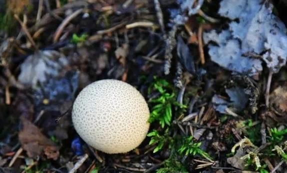 红蘑菇可以吃吗_红蘑菇有毒吗-第3张图片-山城妙识 红蘑菇可以吃吗_红蘑菇有毒吗-第3张图片-山城妙识