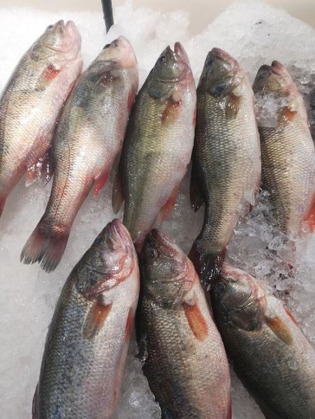 冰鲜海鲈鱼怎么做好吃_冰鲜海鲈鱼的家常做法-第1张图片-山城妙识