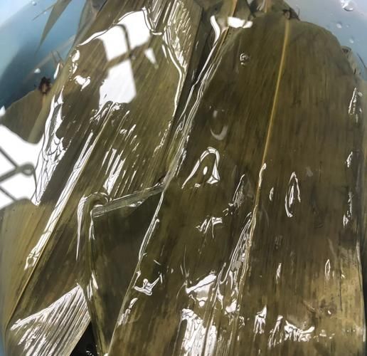 干粽叶怎么处理_干粽叶泡多久才软-第1张图片-山城妙识