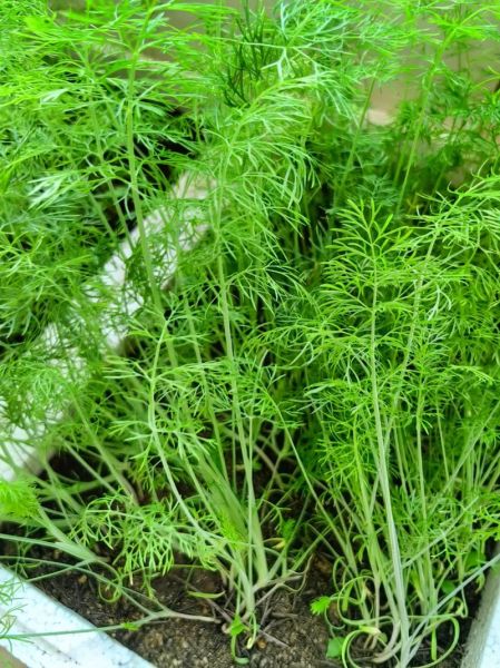 鲜茴香图片怎么保存_鲜茴香图片高清下载-第2张图片-山城妙识