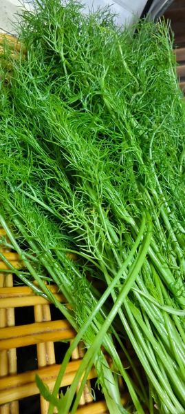 鲜茴香图片怎么保存_鲜茴香图片高清下载-第1张图片-山城妙识