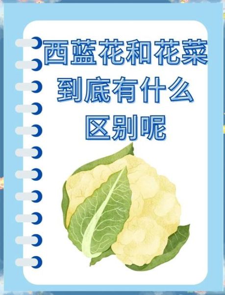 散花菜怎么做好吃_散花菜和西兰花区别-第3张图片-山城妙识 散花菜怎么做好吃_散花菜和西兰花区别-第3张图片-山城妙识