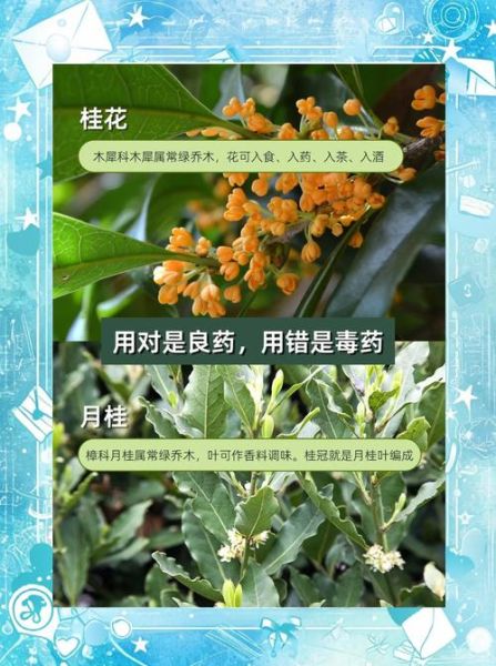 月桂花语是什么_月桂树适合种在庭院吗-第1张图片-山城妙识