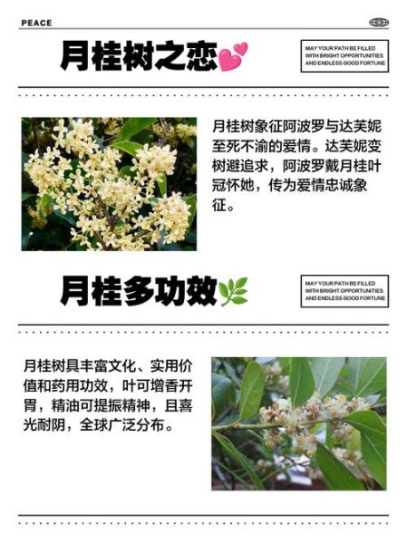 月桂花语是什么_月桂树适合种在庭院吗-第3张图片-山城妙识