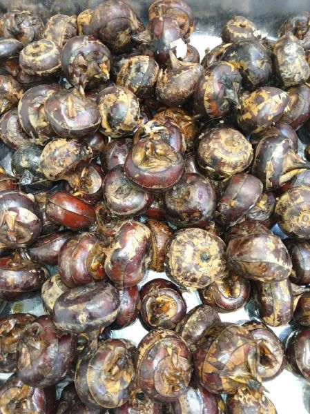 马蹄长什么样子_马蹄图片特征解析-第1张图片-山城妙识 马蹄长什么样子_马蹄图片特征解析-第1张图片-山城妙识