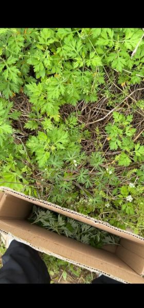 艾草团的做法_艾草团怎么做才软糯不苦-第1张图片-山城妙识 艾草团的做法_艾草团怎么做才软糯不苦-第1张图片-山城妙识