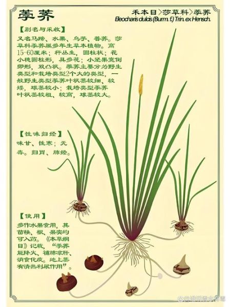 马蹄长什么样子_马蹄图片特征解析-第3张图片-山城妙识 马蹄长什么样子_马蹄图片特征解析-第3张图片-山城妙识