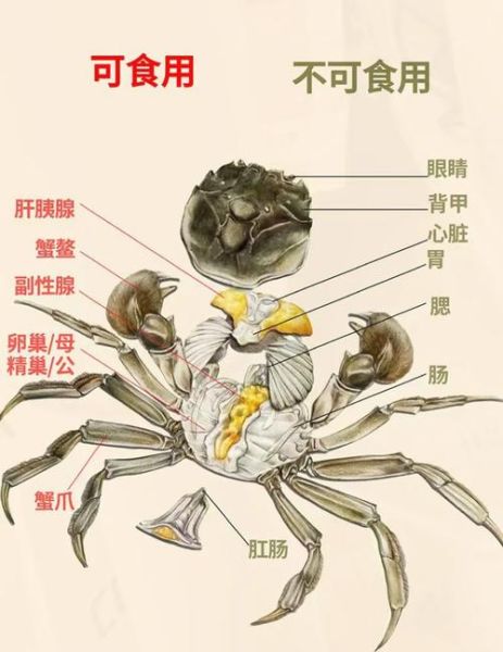 螃蟹怎么洗干净_螃蟹去内脏步骤-第2张图片-山城妙识