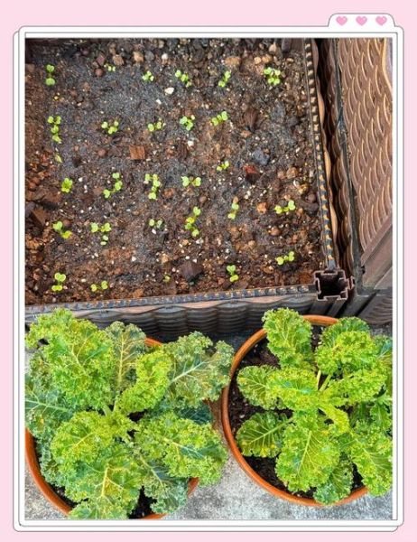 菜心怎么种_菜心种植技术视频-第1张图片-山城妙识 菜心怎么种_菜心种植技术视频-第1张图片-山城妙识