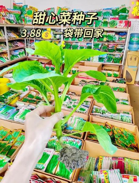 菜心怎么种_菜心种植技术视频-第3张图片-山城妙识 菜心怎么种_菜心种植技术视频-第3张图片-山城妙识