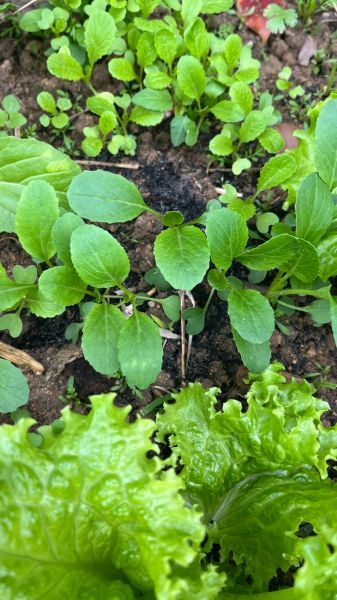 菜心怎么种_菜心种植技术视频-第2张图片-山城妙识 菜心怎么种_菜心种植技术视频-第2张图片-山城妙识