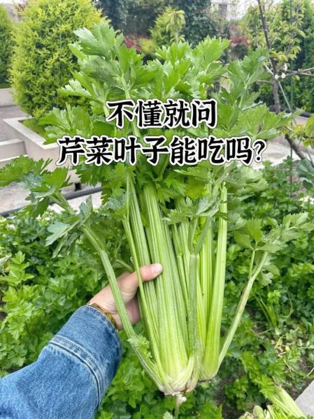 芹菜叶子副作用_芹菜叶子哪些人不能吃-第3张图片-山城妙识