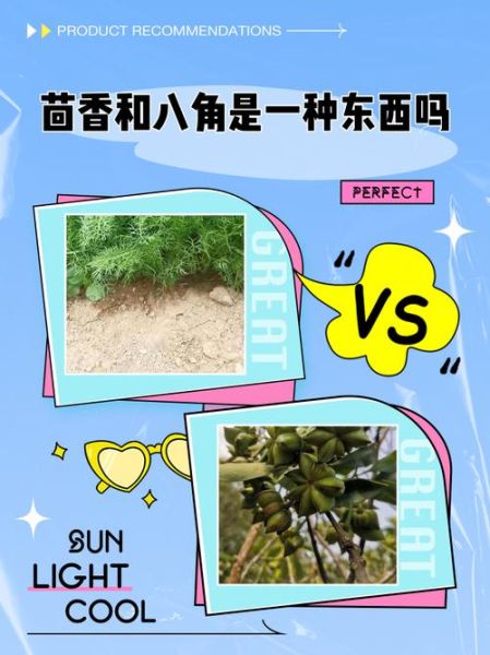 大茴香和八角的区别_八角是不是大茴香-第2张图片-山城妙识