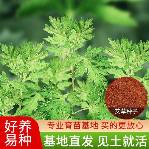 艾草种子多少钱一斤_哪里买艾草种子靠谱-第3张图片-山城妙识