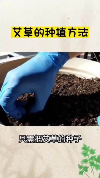 艾草种子多少钱一斤_哪里买艾草种子靠谱-第2张图片-山城妙识