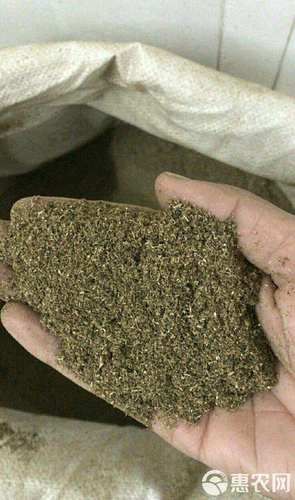 艾草种子多少钱一斤_哪里买艾草种子靠谱-第1张图片-山城妙识