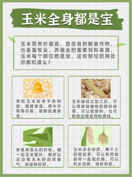 玉米的营养价值_玉米吃了会长胖吗-第1张图片-山城妙识 玉米的营养价值_玉米吃了会长胖吗-第1张图片-山城妙识