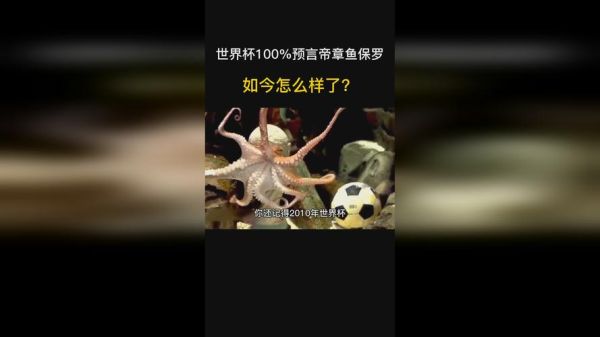 章鱼保罗为什么能预测世界杯_章鱼保罗预测原理揭秘-第1张图片-山城妙识 章鱼保罗为什么能预测世界杯_章鱼保罗预测原理揭秘-第1张图片-山城妙识