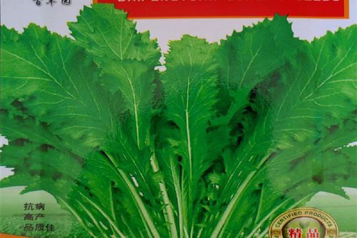 腊菜和雪里红一样吗_腊菜和雪里红的区别-第3张图片-山城妙识 腊菜和雪里红一样吗_腊菜和雪里红的区别-第3张图片-山城妙识