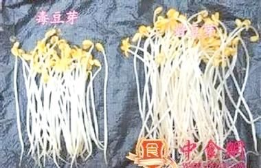 沈阳毒豆芽事件_如何辨别毒豆芽-第1张图片-山城妙识 沈阳毒豆芽事件_如何辨别毒豆芽-第1张图片-山城妙识