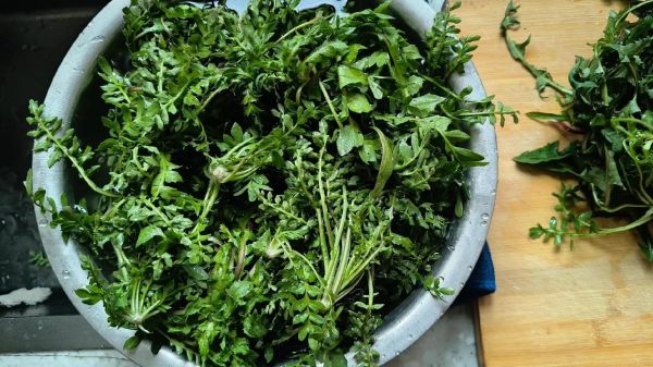 水荠菜怎么吃_水荠菜的吃法大全-第1张图片-山城妙识 水荠菜怎么吃_水荠菜的吃法大全-第1张图片-山城妙识