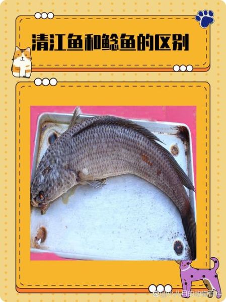 清江鱼是海鱼还是河鱼_清江鱼产地与水质-第1张图片-山城妙识 清江鱼是海鱼还是河鱼_清江鱼产地与水质-第1张图片-山城妙识