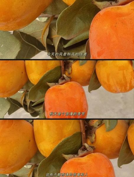 柿饼怎么做_家庭版柿饼做法-第1张图片-山城妙识 柿饼怎么做_家庭版柿饼做法-第1张图片-山城妙识