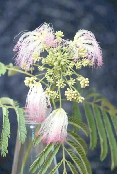 合欢树为什么叫鬼树_合欢树鬼树传说-第2张图片-山城妙识 合欢树为什么叫鬼树_合欢树鬼树传说-第2张图片-山城妙识